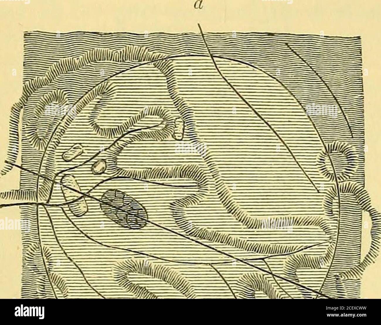 Doleritic texture hi-res stock photography and images - Alamy