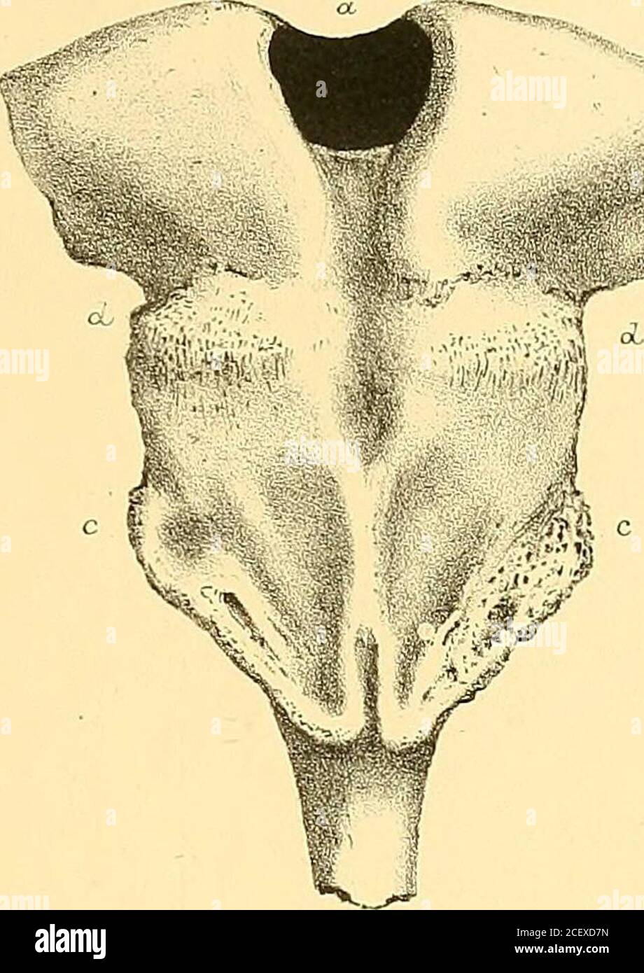 . A monograph of the British pleistocene mammalia. . p. 10 Measurement ...