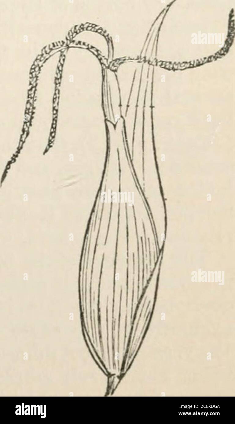 Lenticular seeds hi-res stock photography and images - Alamy