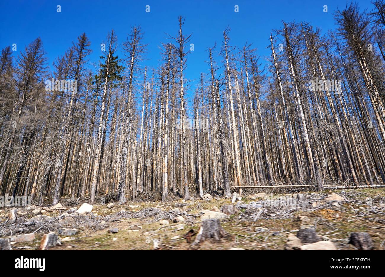 Trees in the forest dying from the climate catastrophe. Dynamics ...