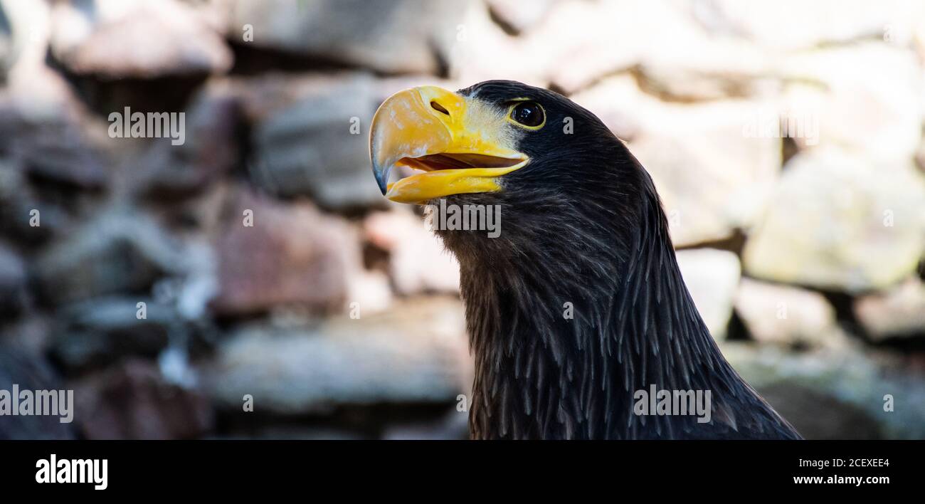 Emperor bald eagle hi-res stock photography and images - Alamy