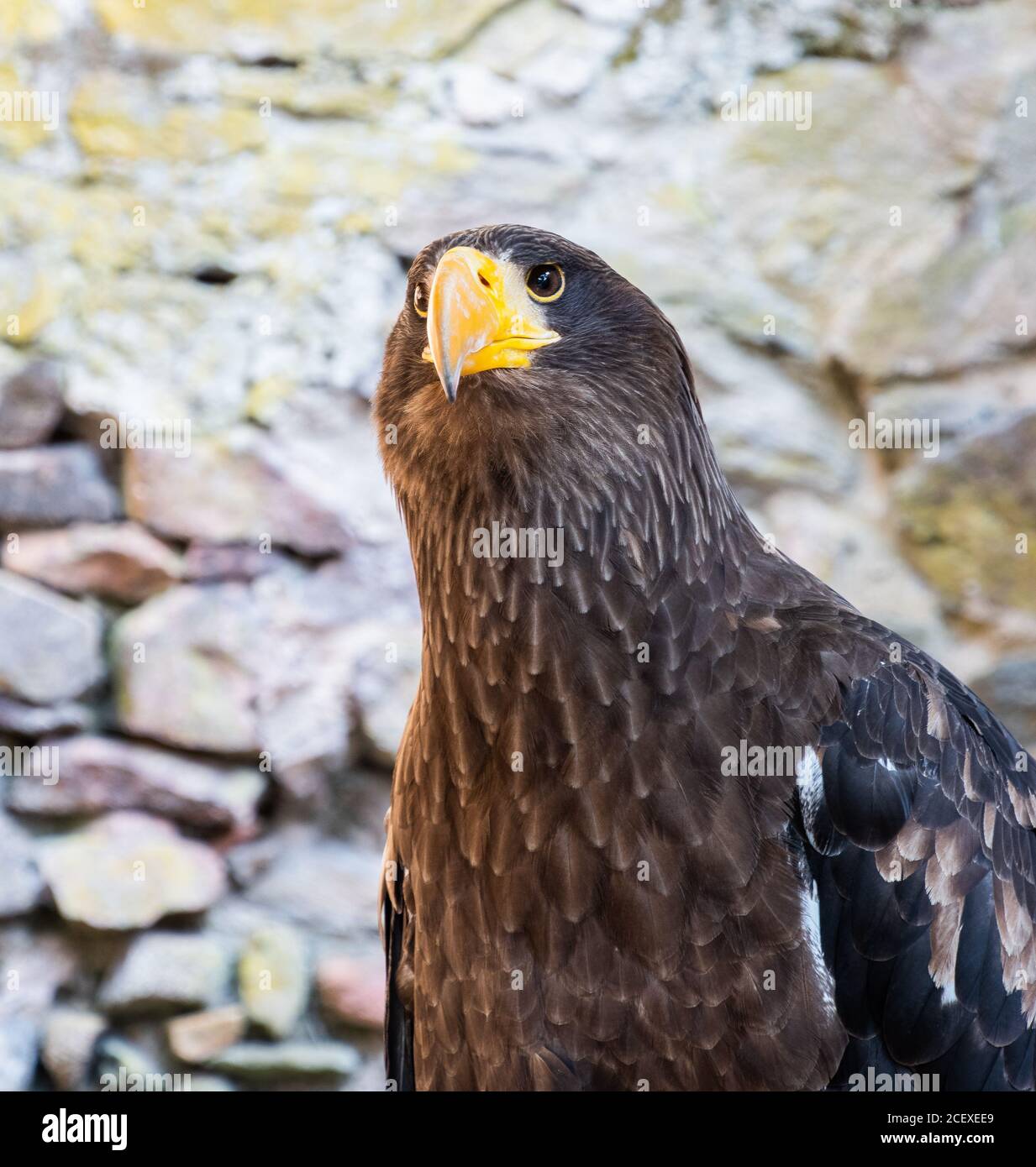 Stellers bald eagle hi-res stock photography and images - Alamy