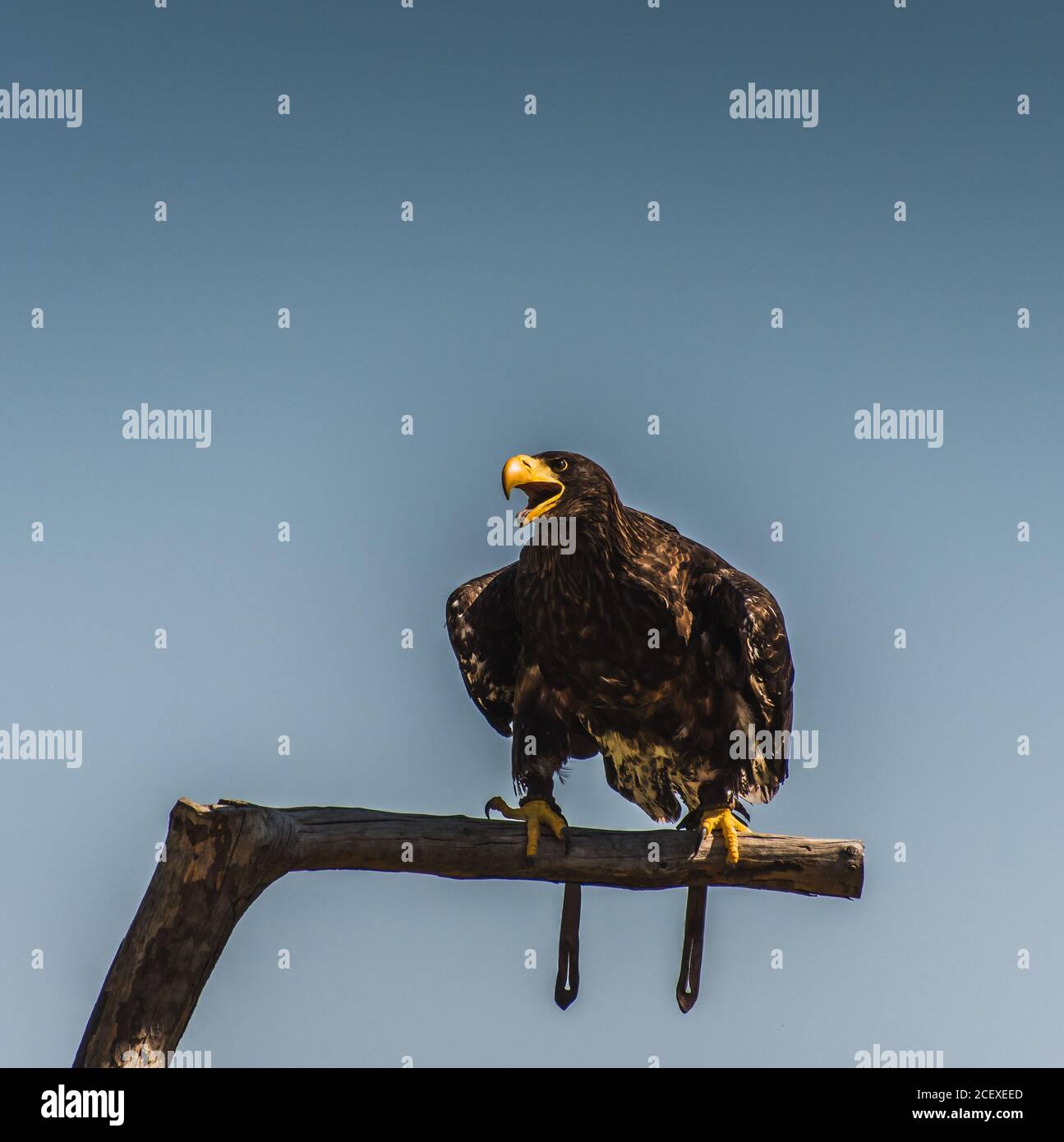 Emperor bald eagle hi-res stock photography and images - Alamy