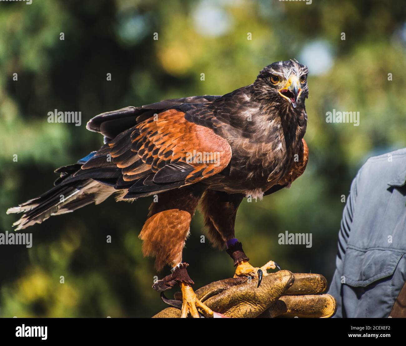 Harris hawk and claws hi-res stock photography and images - Alamy