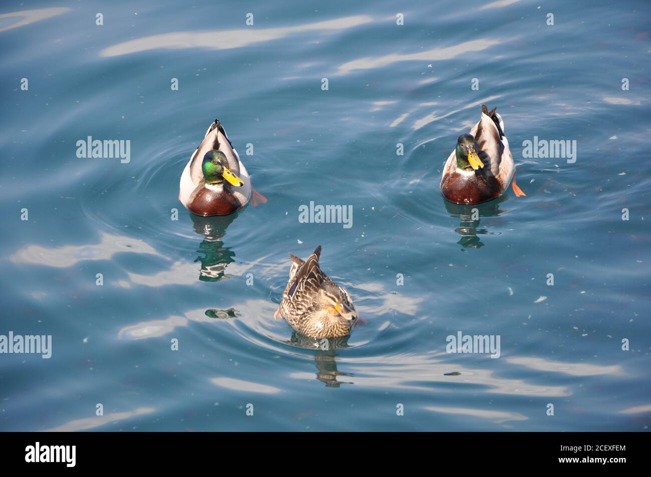 Three ducks floating on blue water surface Stock Photo - Alamy