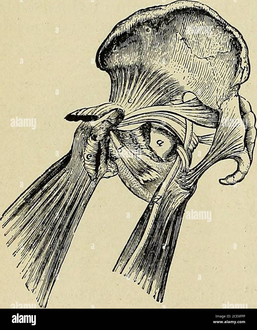 Obturator internus muscle hi-res stock photography and images - Alamy