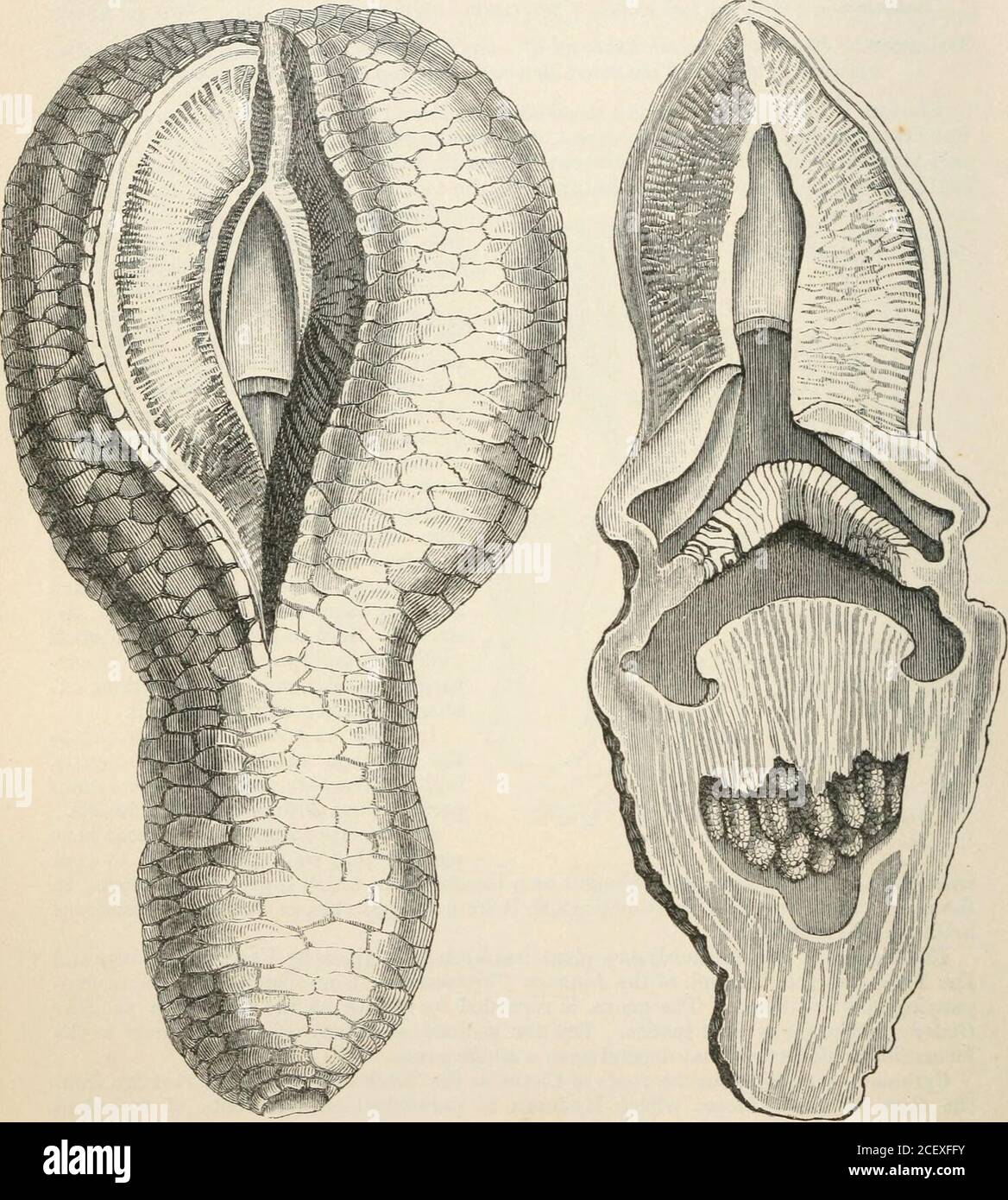 Hydnora sp hi-res stock photography and images - Alamy