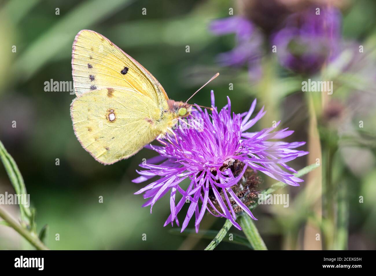 Clouded yellow butterfly hi-res stock photography and images - Alamy