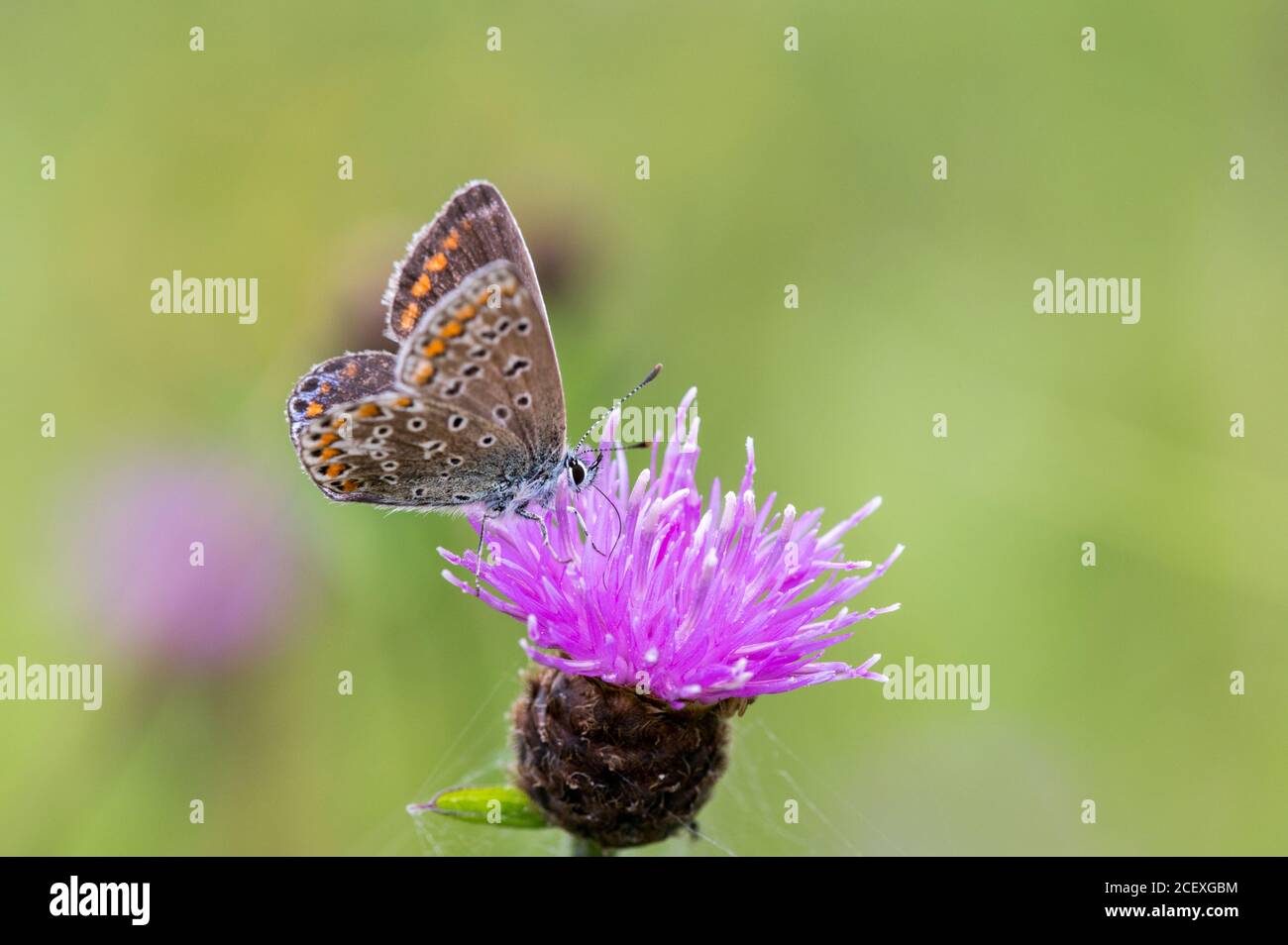 Female common blue butterfly hi-res stock photography and images - Alamy
