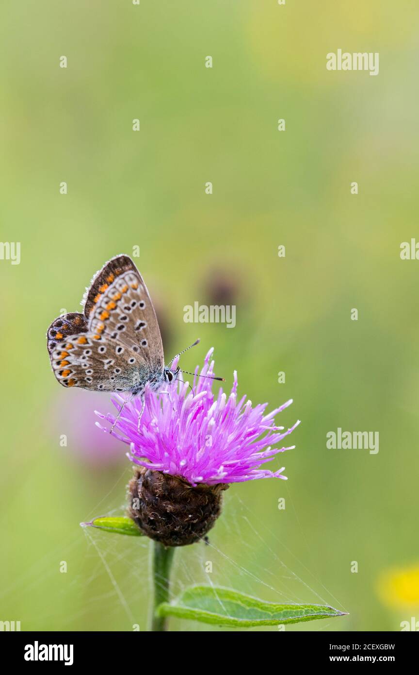 Female common blue butterfly hi-res stock photography and images - Alamy