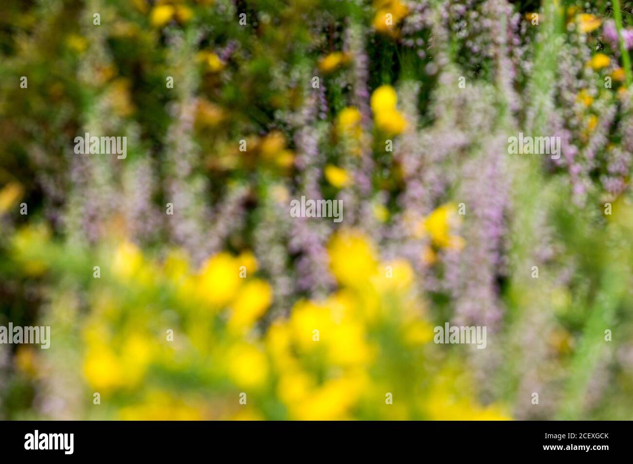 Heather flowers hi-res stock photography and images - Alamy