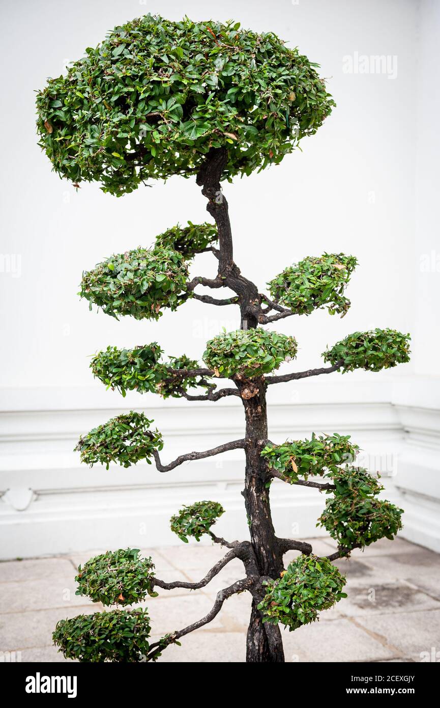 A Bonsai tree at the Wat Po Temple, Bangkok Thailand Stock Photo - Alamy