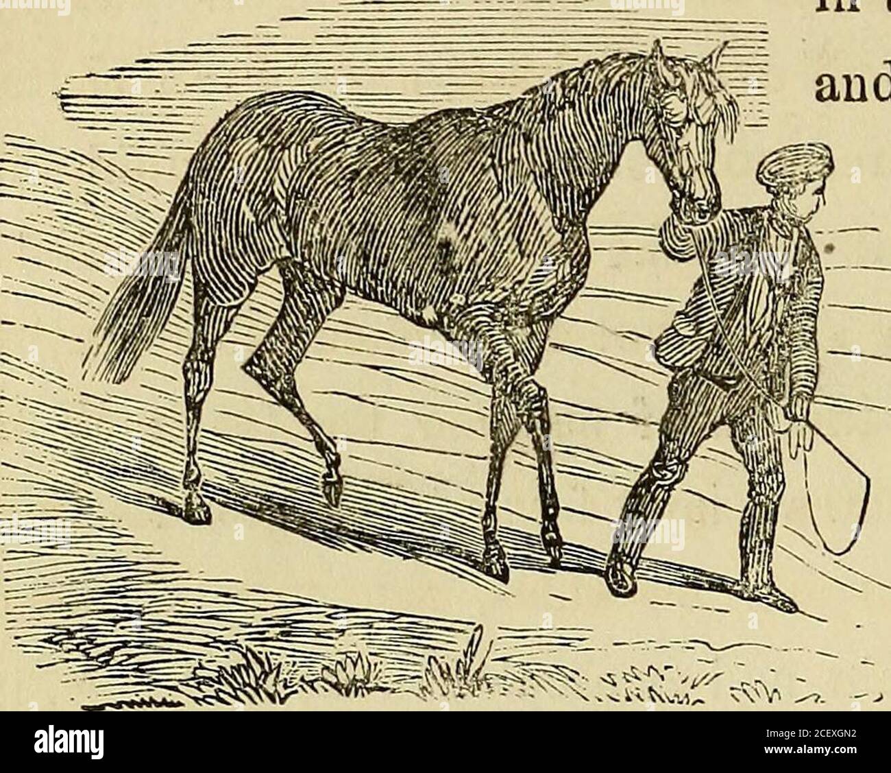 Emasculation hi-res stock photography and images - Alamy