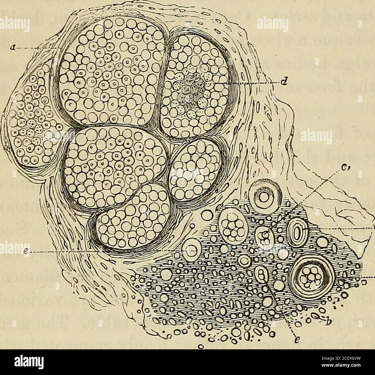 Blastema hi-res stock photography and images - Alamy