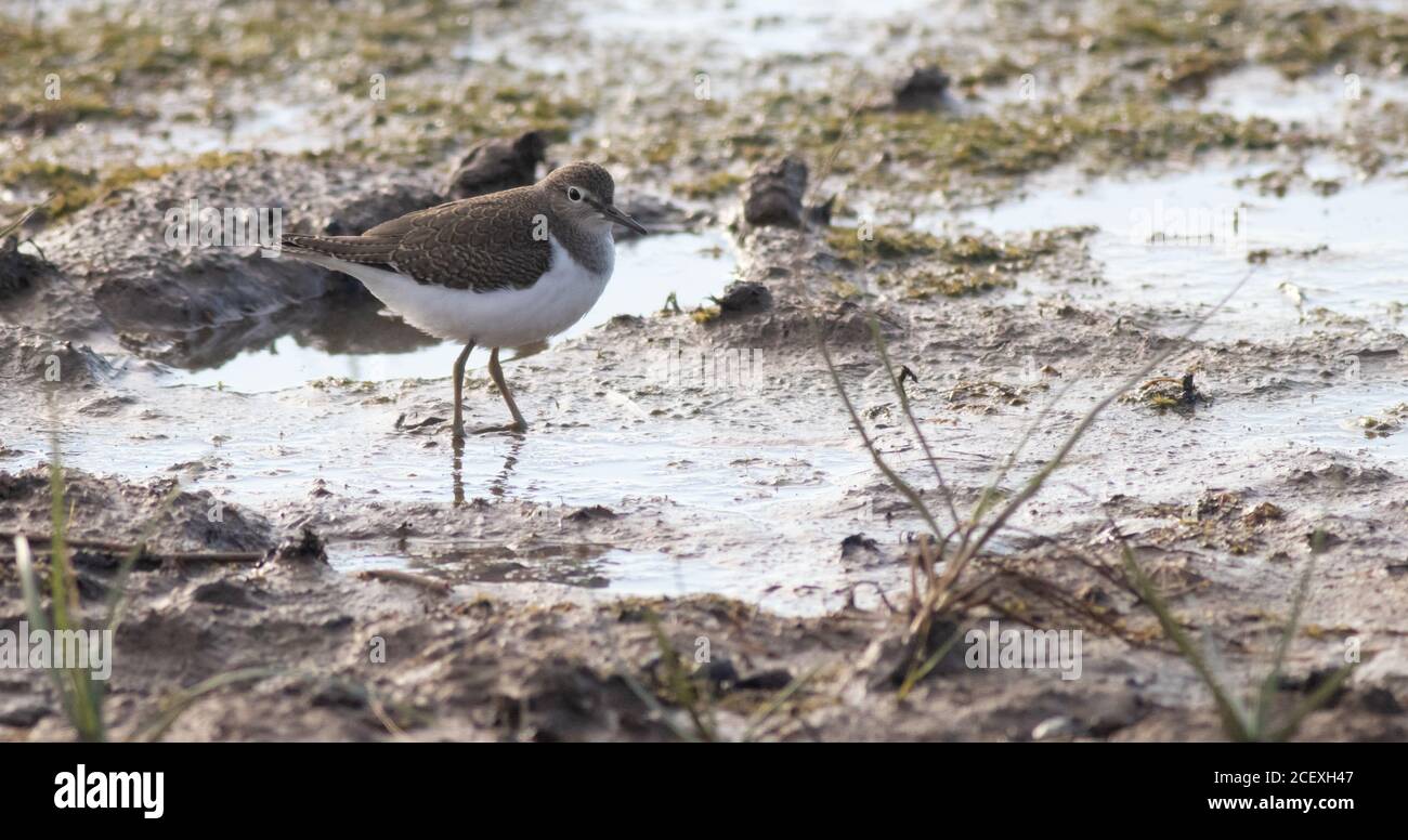 Common Sandpiper showing well on Canal Scrape at Spurn, before its ...