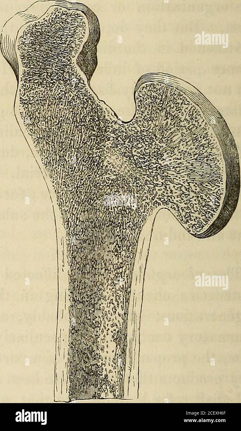 Eburnation hi-res stock photography and images - Alamy