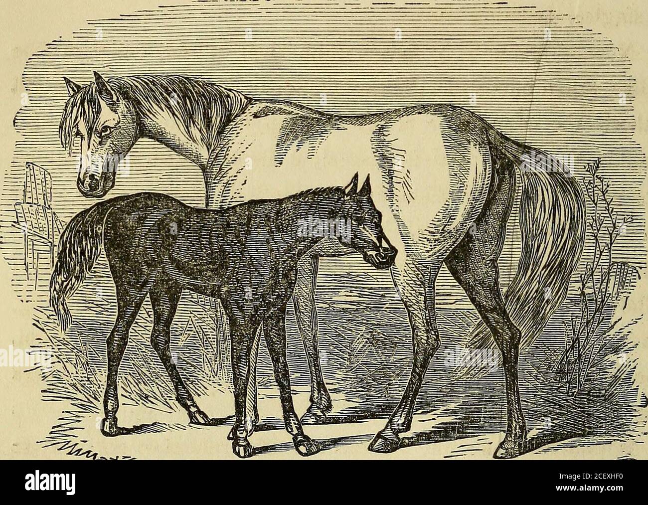 . The horse and his diseases;. TORY OF THE HORSE. 101 the disappearance ...