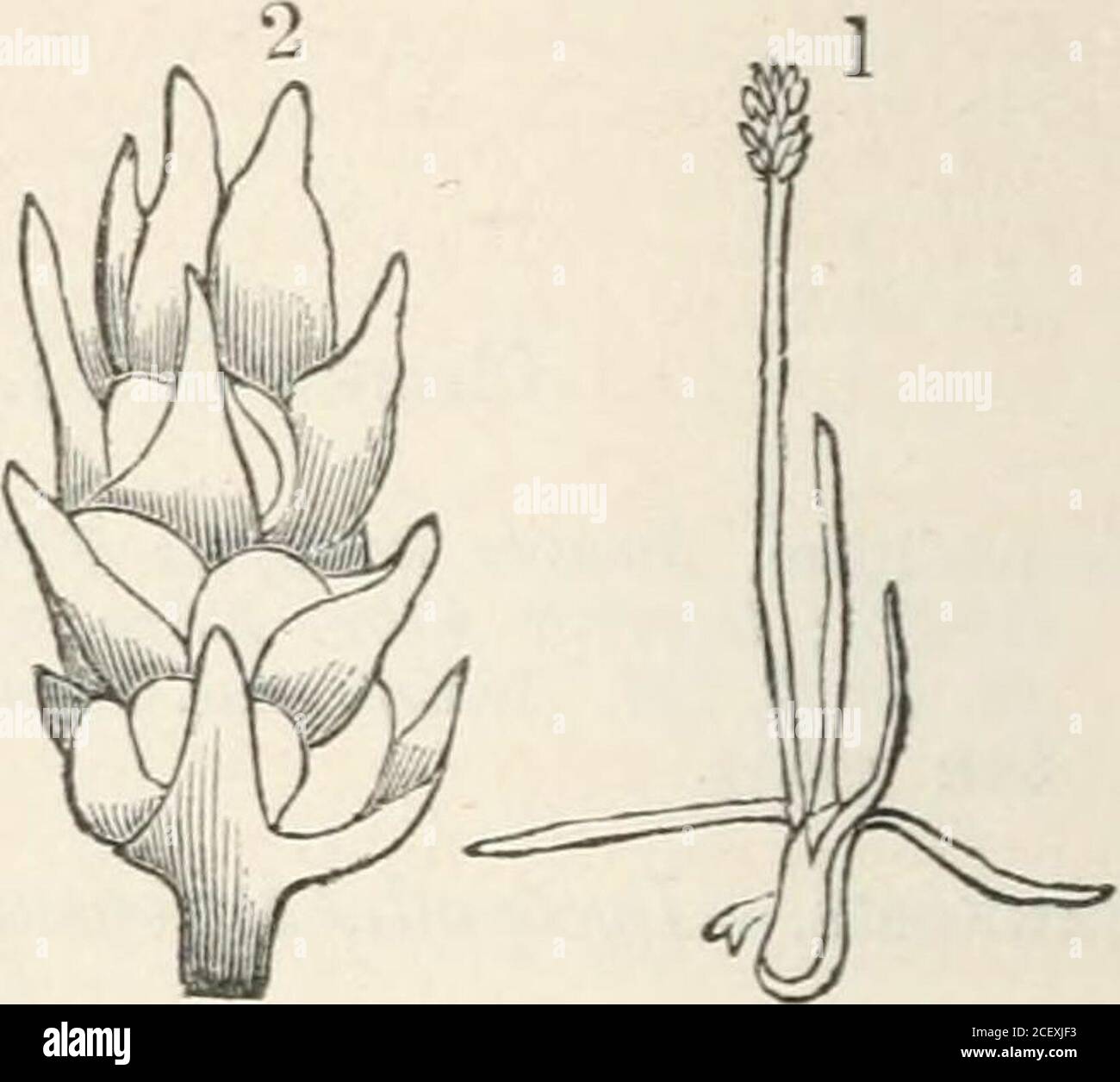 . The vegetable kingdom : or, The structure, classification, and uses ...