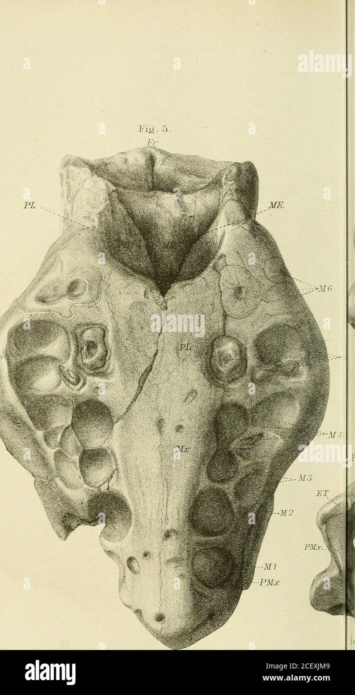 Squalodon hi-res stock photography and images - Alamy