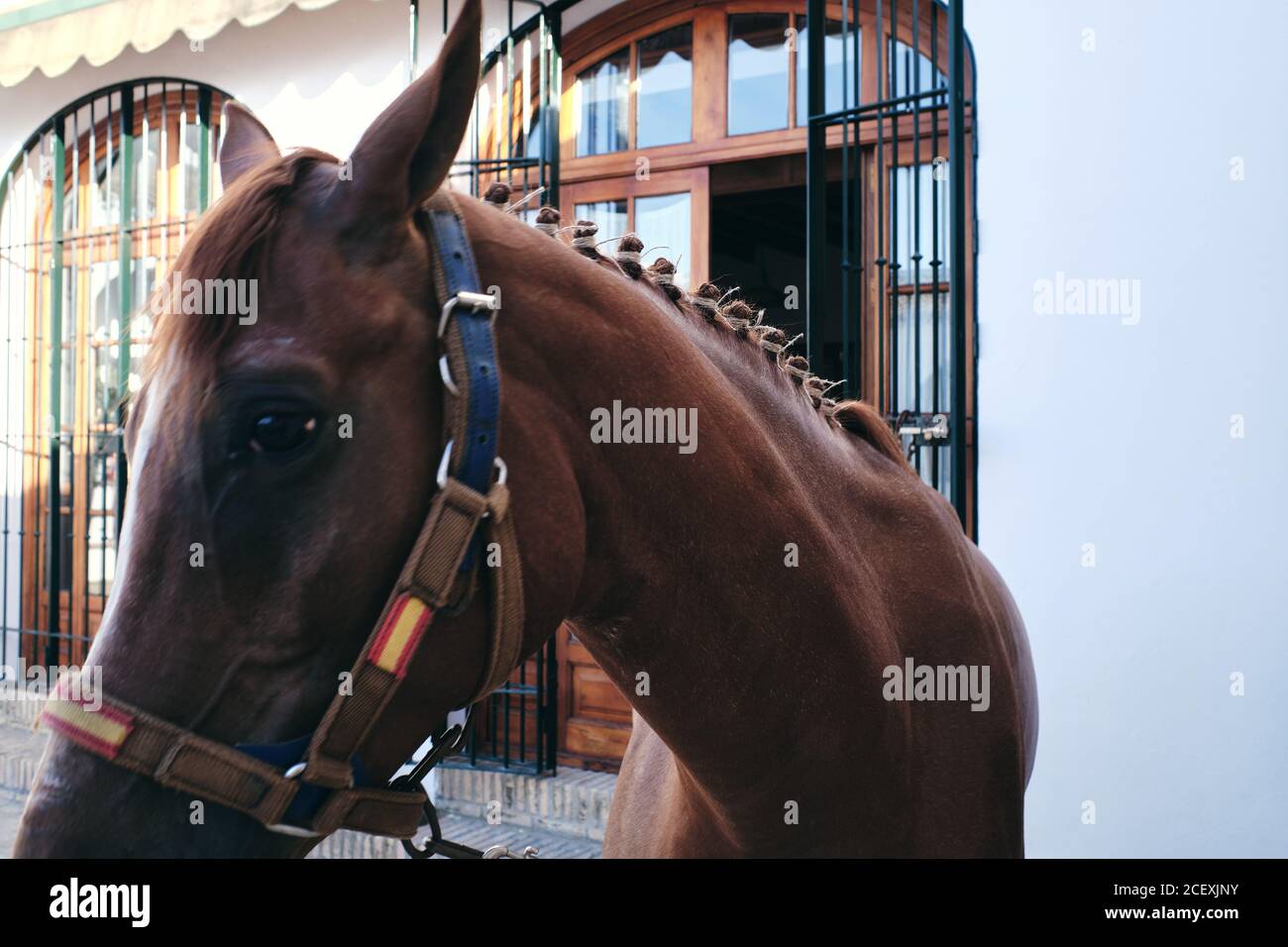 Chestnut stallion hi-res stock photography and images - Alamy