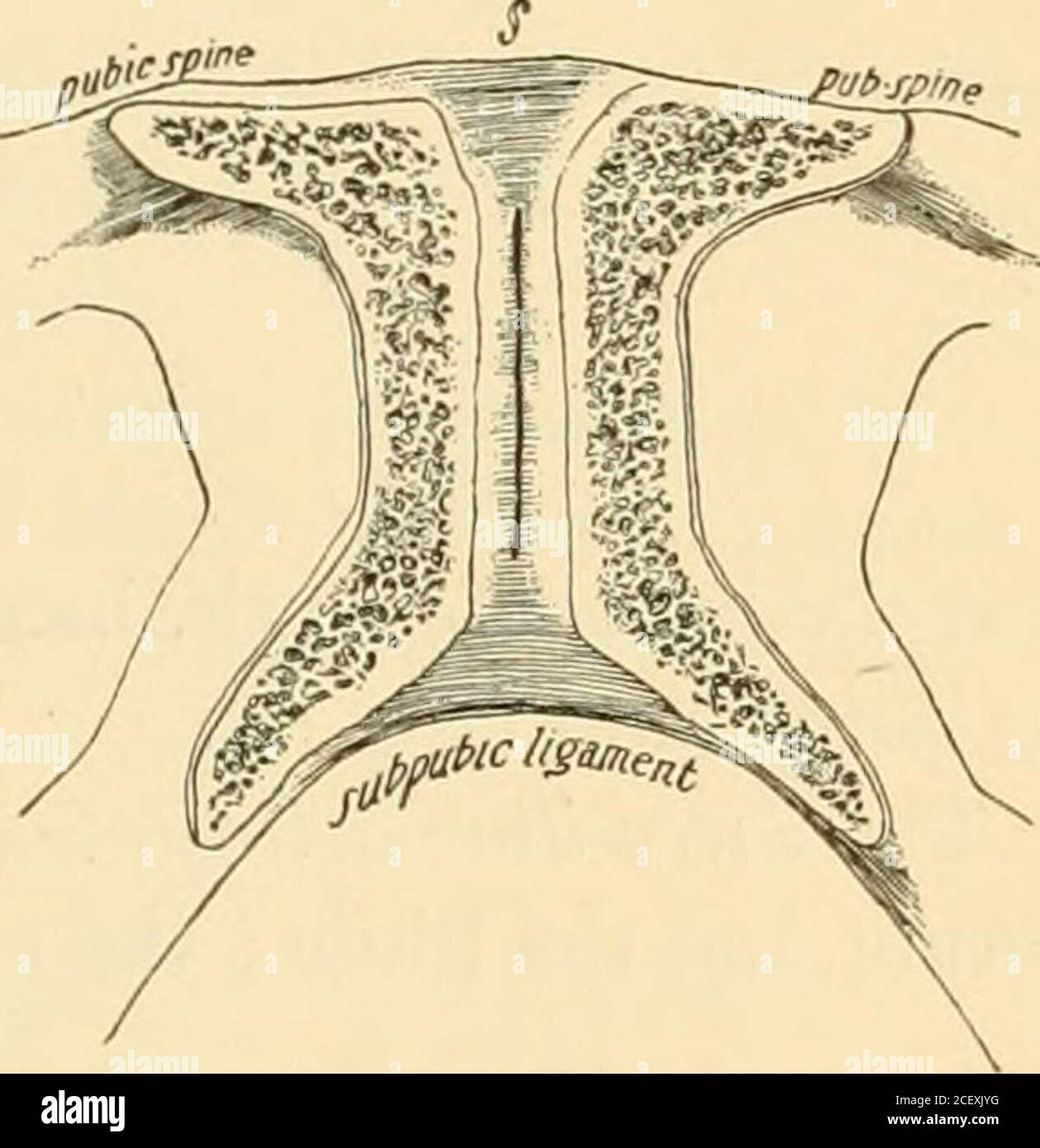 Interpubic hi-res stock photography and images - Alamy
