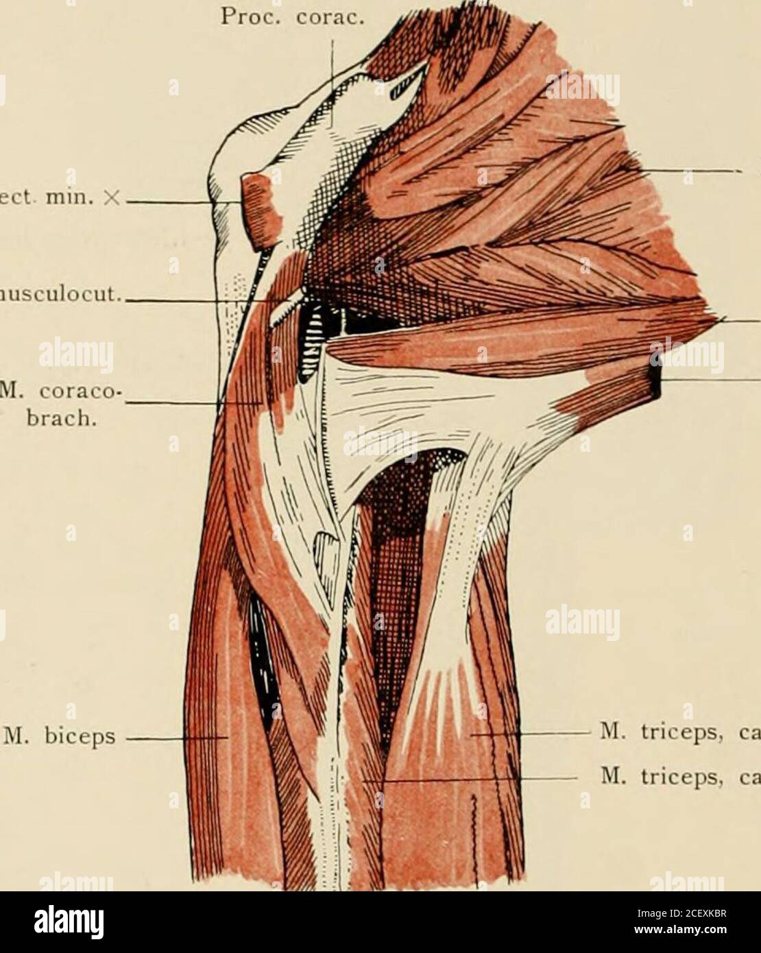 . Die Anatomie des Menschen : Mit Hinweisen auf die ärztliche Praxis ...
