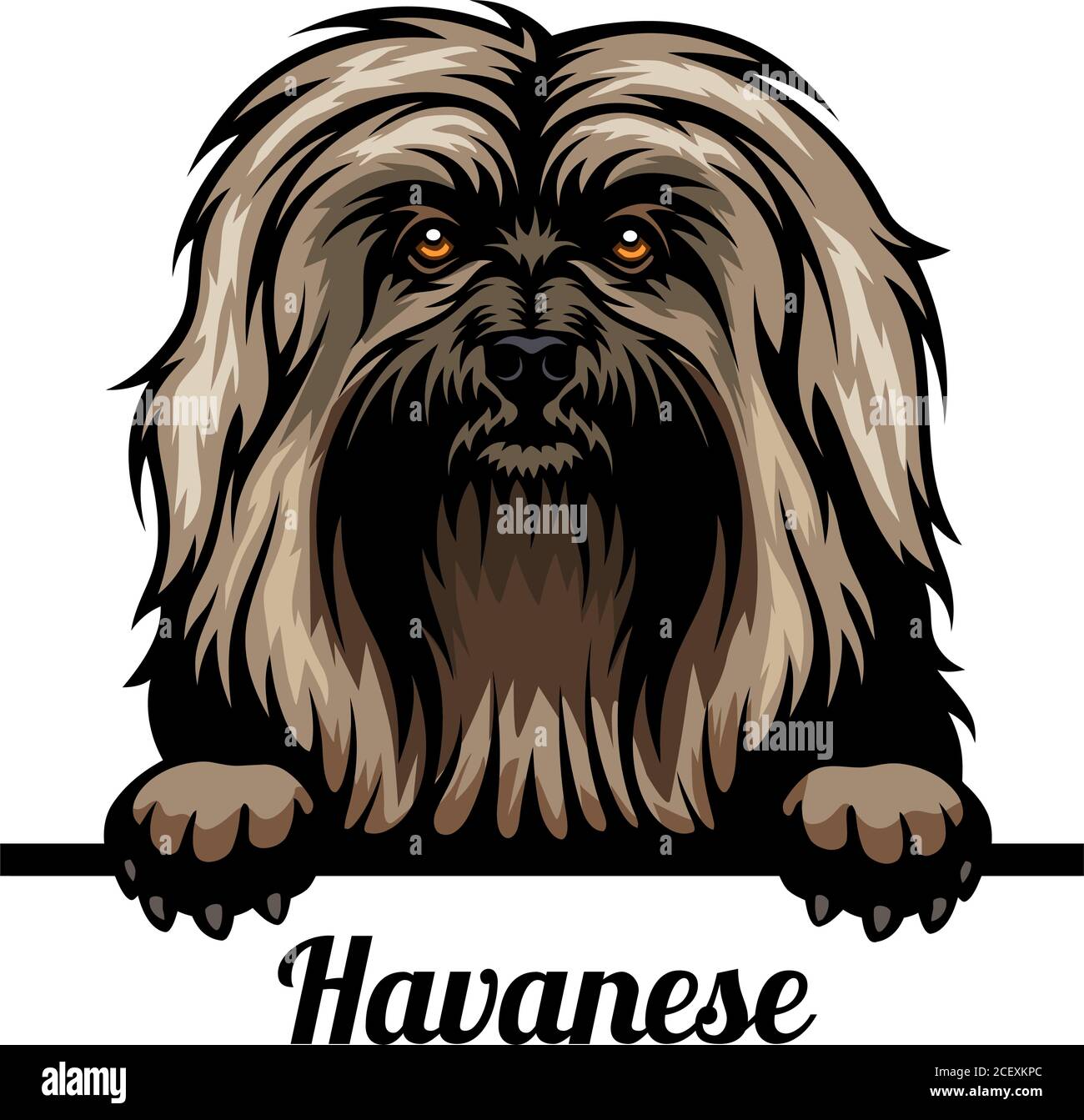Havanese dogs Stock Vector Images - Alamy