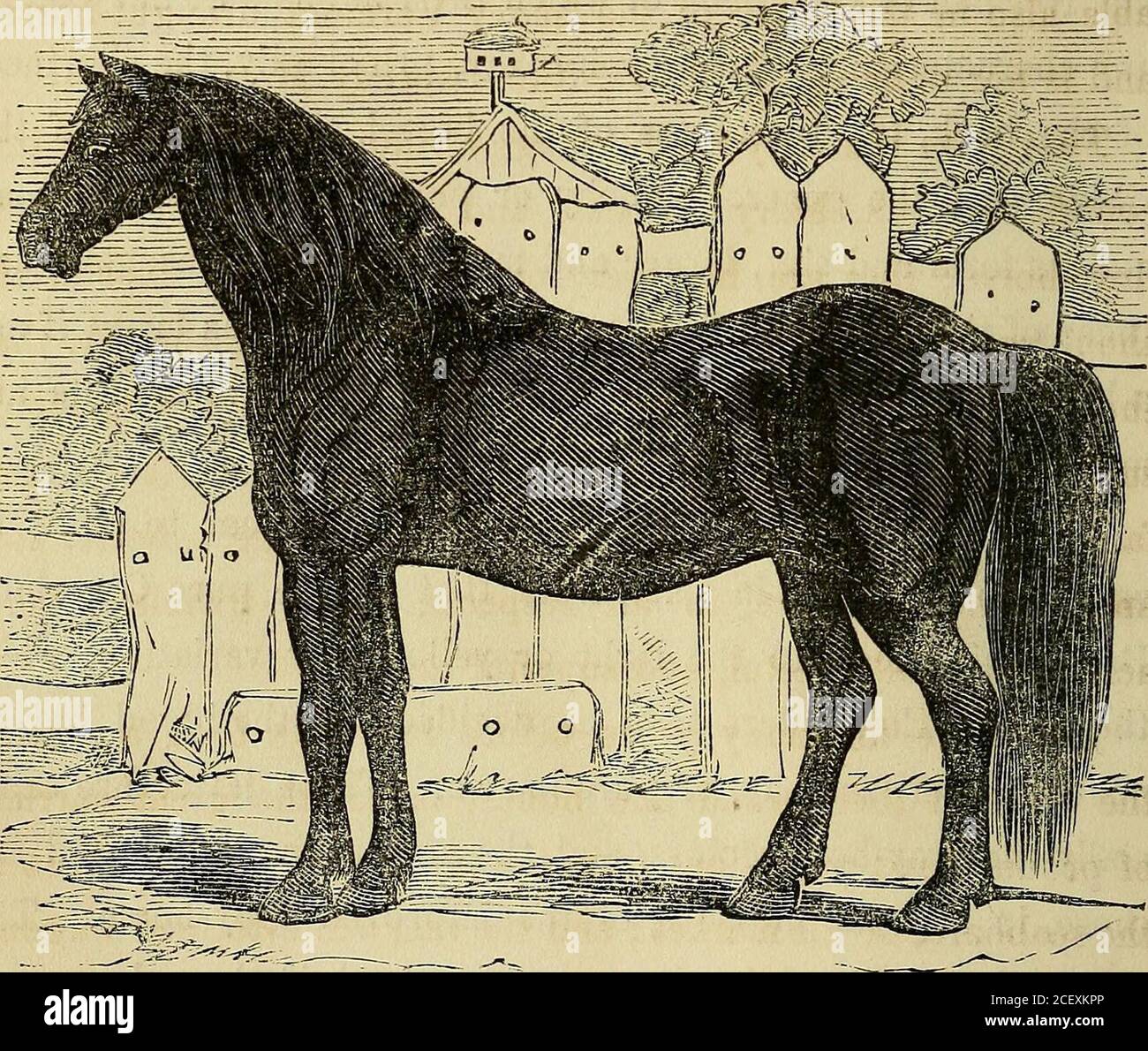 Pure bred draught horse hi-res stock photography and images - Alamy