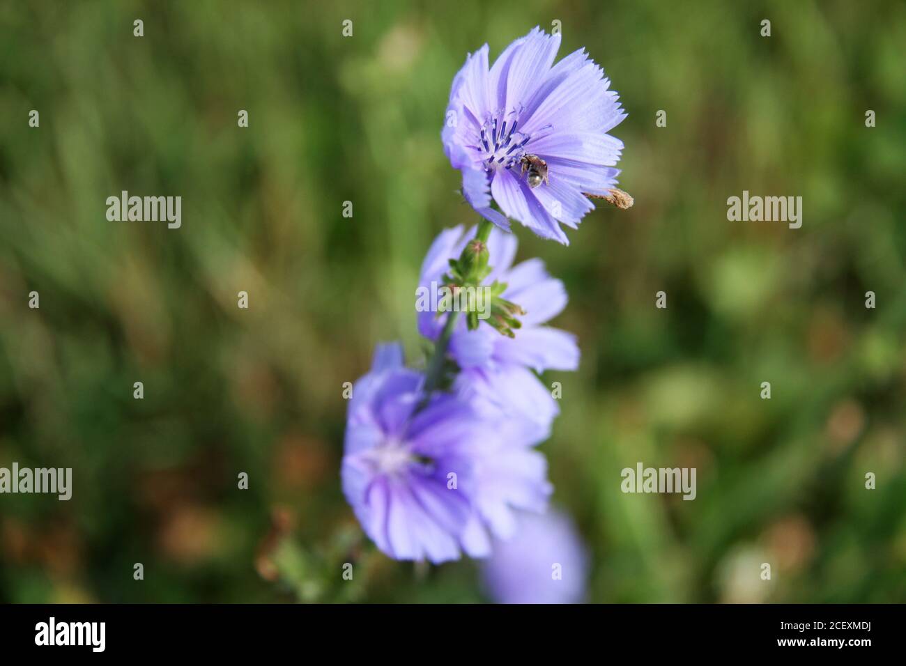 Wild chicory edible hi-res stock photography and images - Alamy