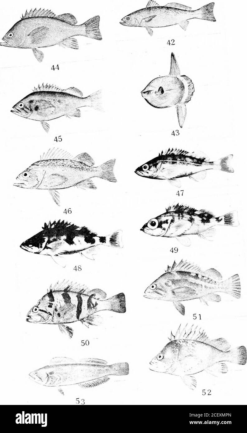 Giant sea bass Black and White Stock Photos & Images - Alamy