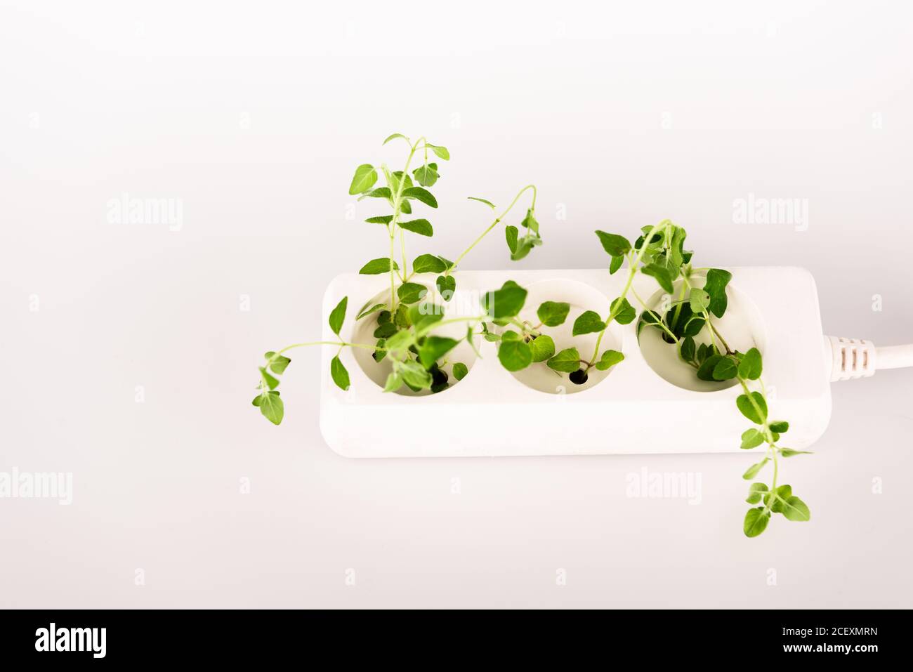 green plant growing from socket in power extender on white background ...