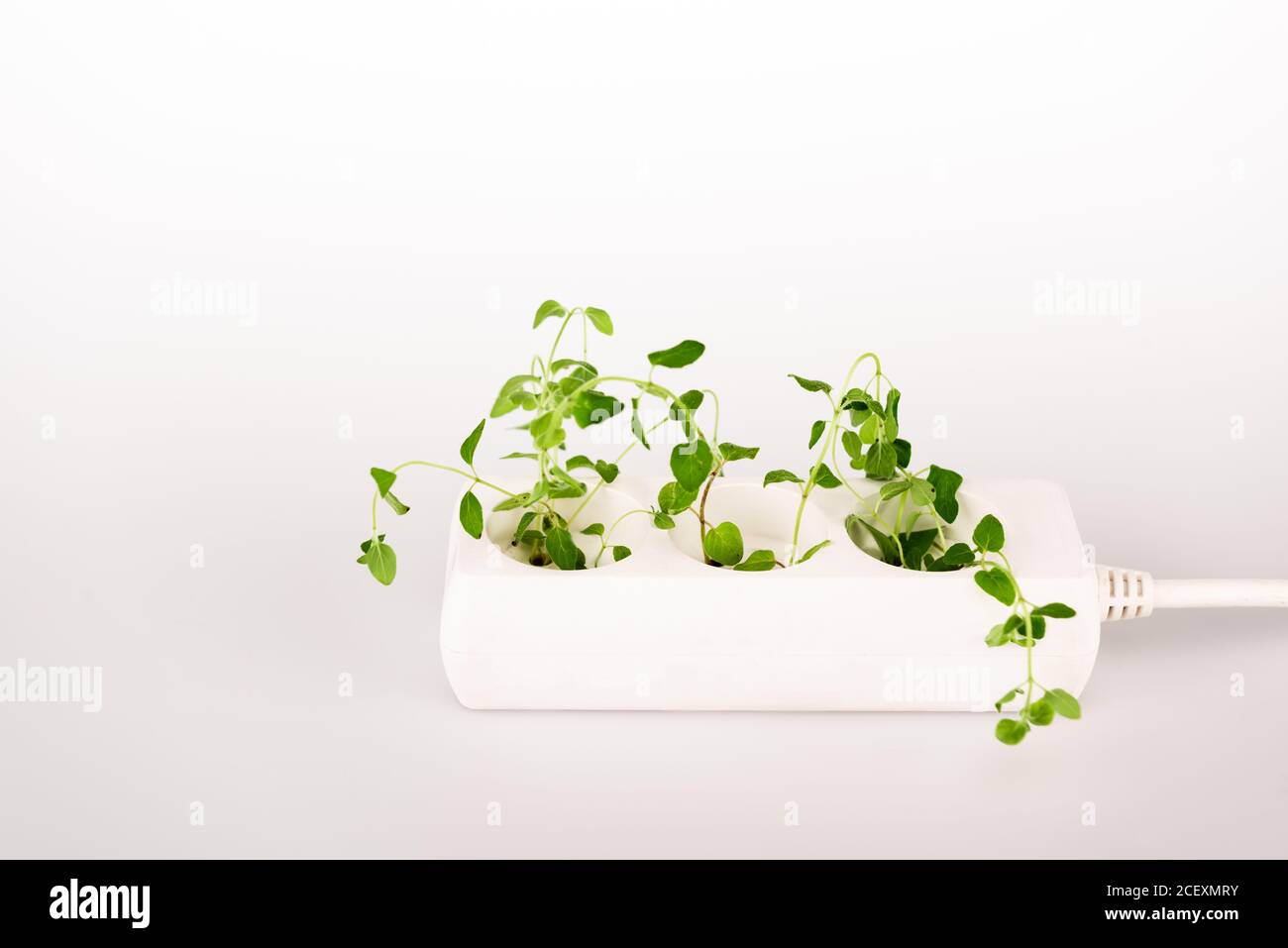 green plant growing from socket in power extender on white background ...