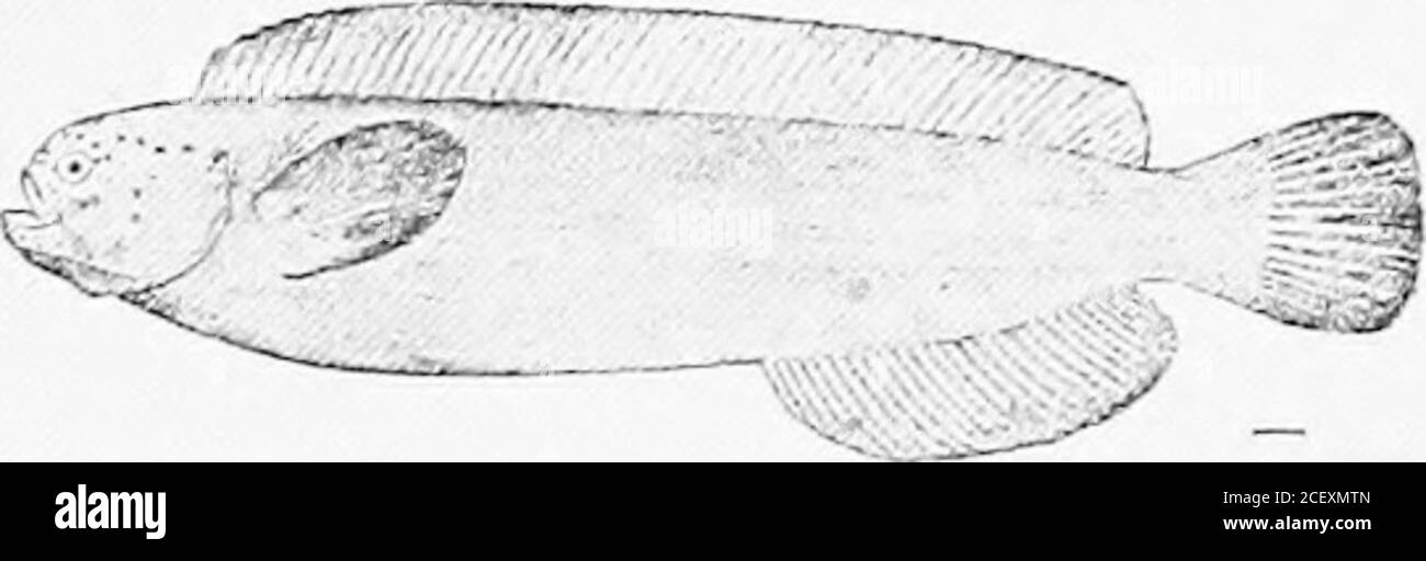 . An annotated list of Puget Sound fishes. 31 t