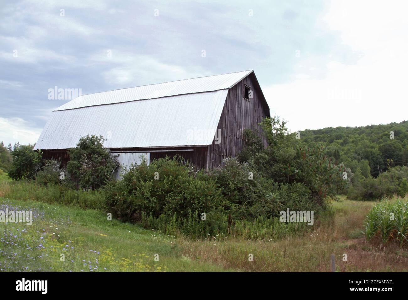 American barnyard grass hi-res stock photography and images - Alamy