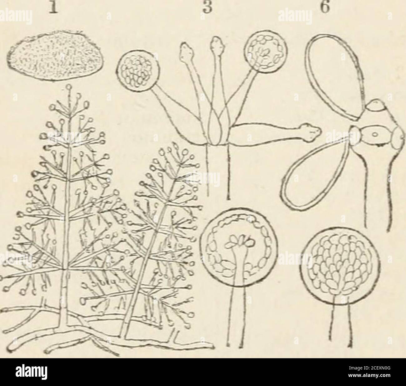 Ostracoderma hi-res stock photography and images - Alamy