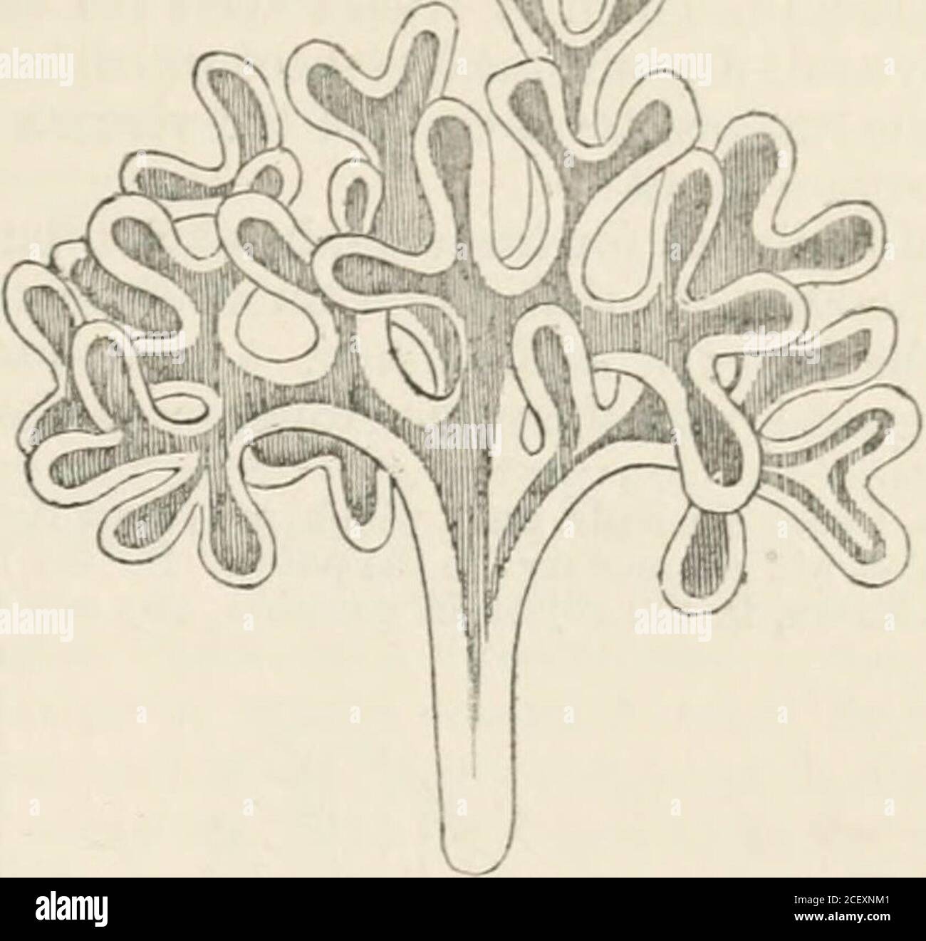 Epiphyllous fungi hi-res stock photography and images - Alamy