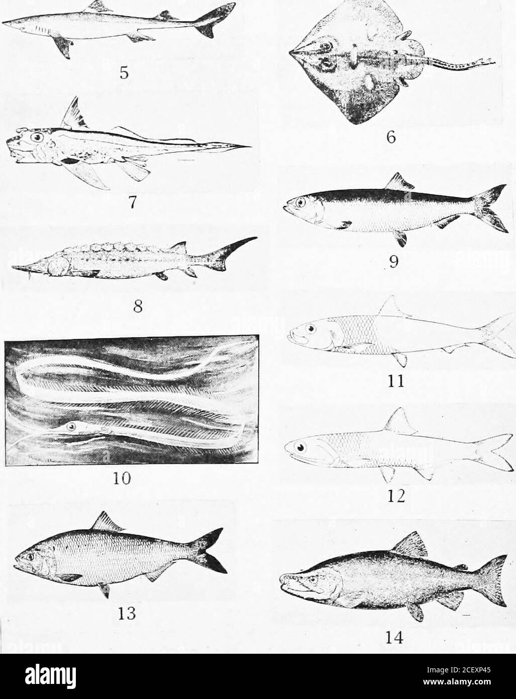 Operculum fish Black and White Stock Photos & Images - Alamy