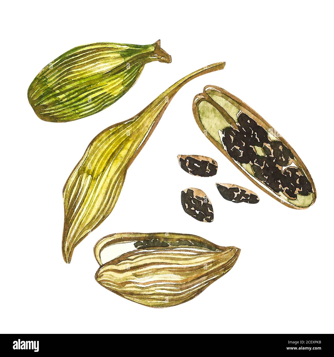 Cardamom plant hand drawn watercolor illustration of spice. Realistic ...