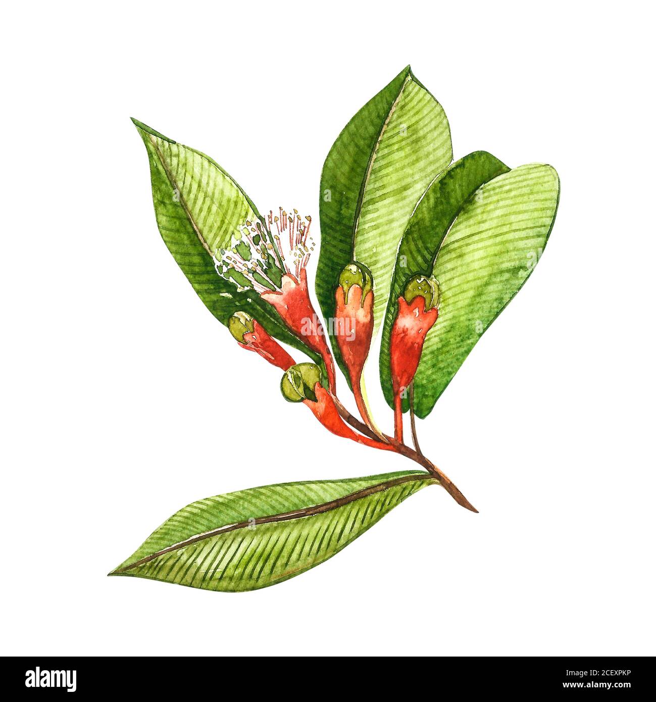 Dried Cloves botanical illustration of flowers and leaves. Collection ...