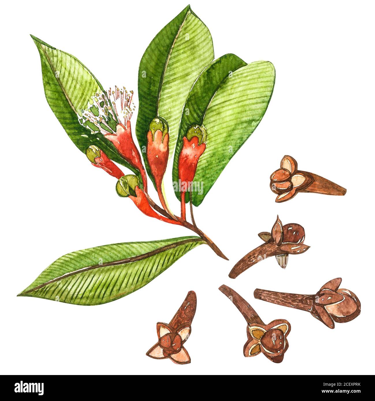Clove Plant Drawing