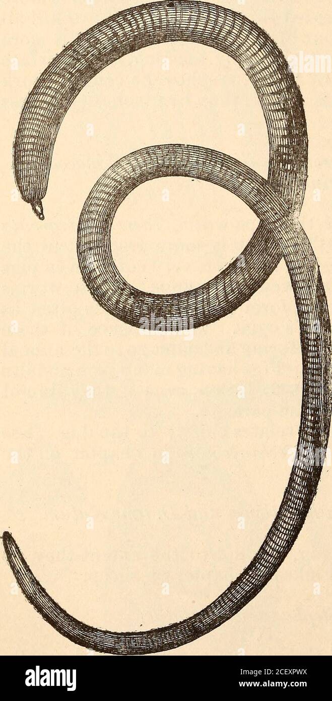 Spiny headed worm hi-res stock photography and images - Alamy