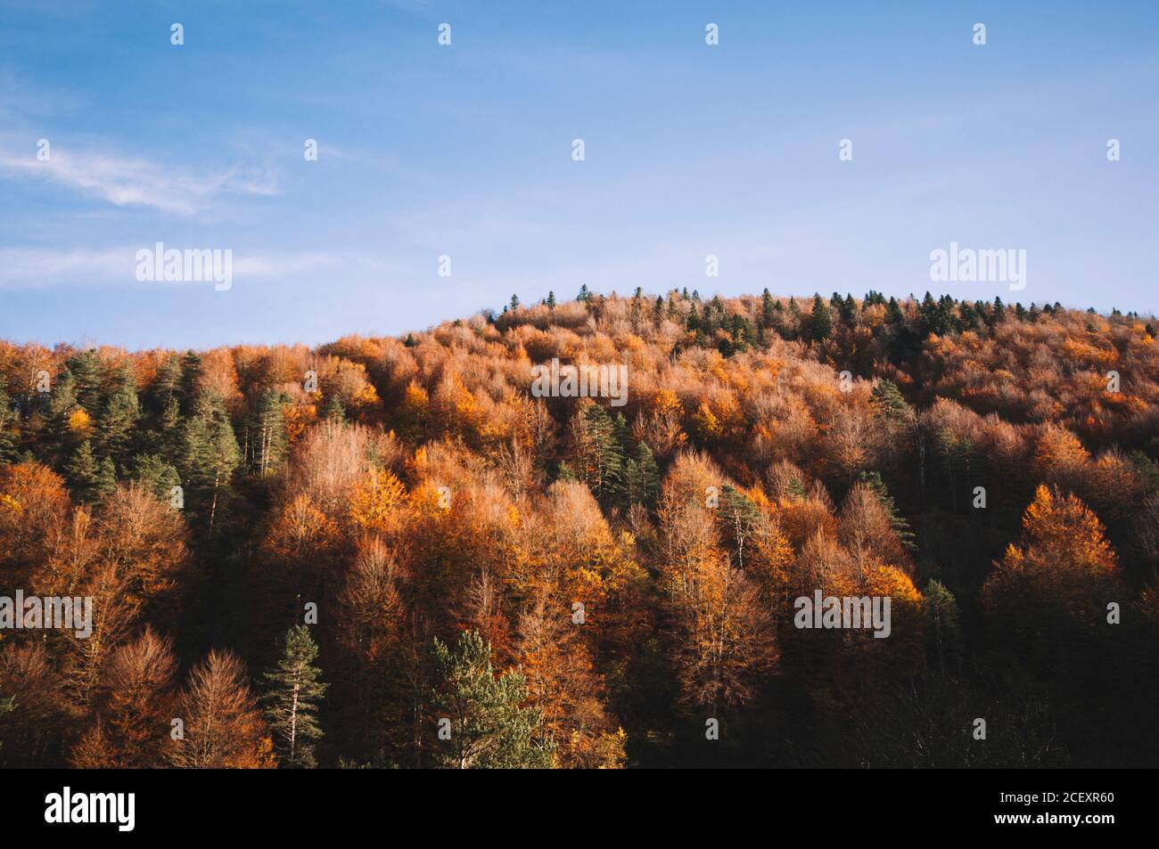 Majestic scenery of trees in Irati Forest in fall in Navarra Stock ...