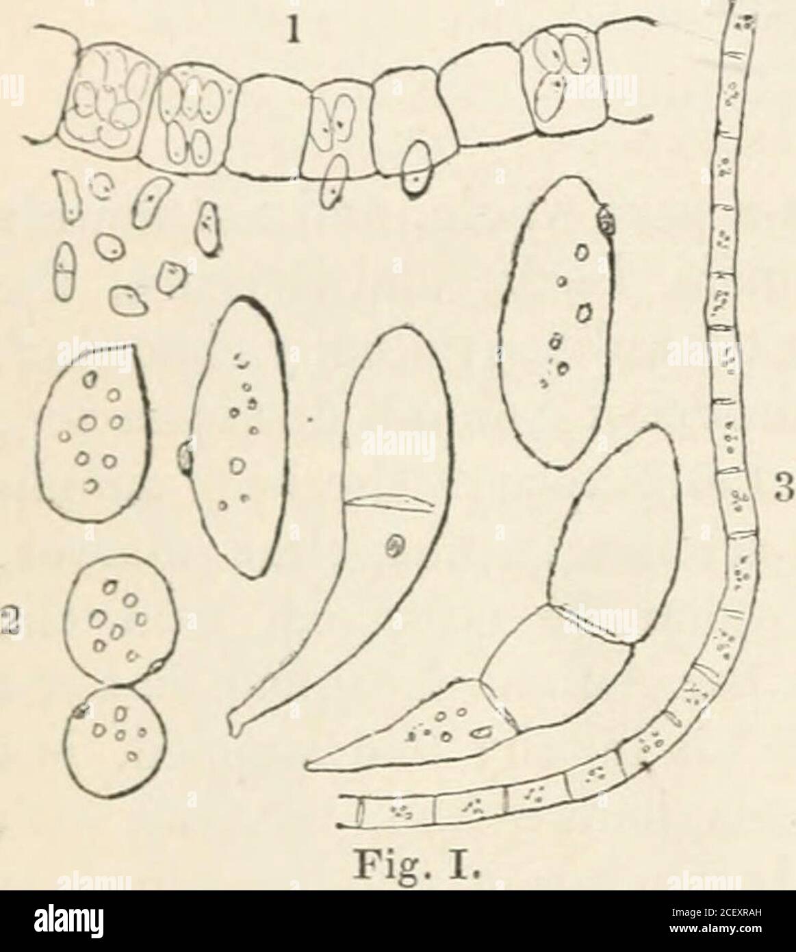 . The vegetable kingdom : or, The structure, classification, and uses ...