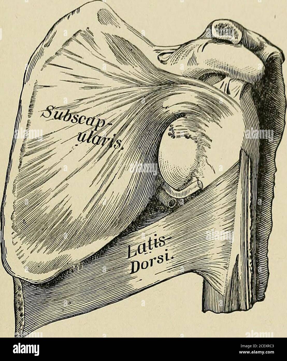 Joint capsule shoulder hi-res stock photography and images - Alamy