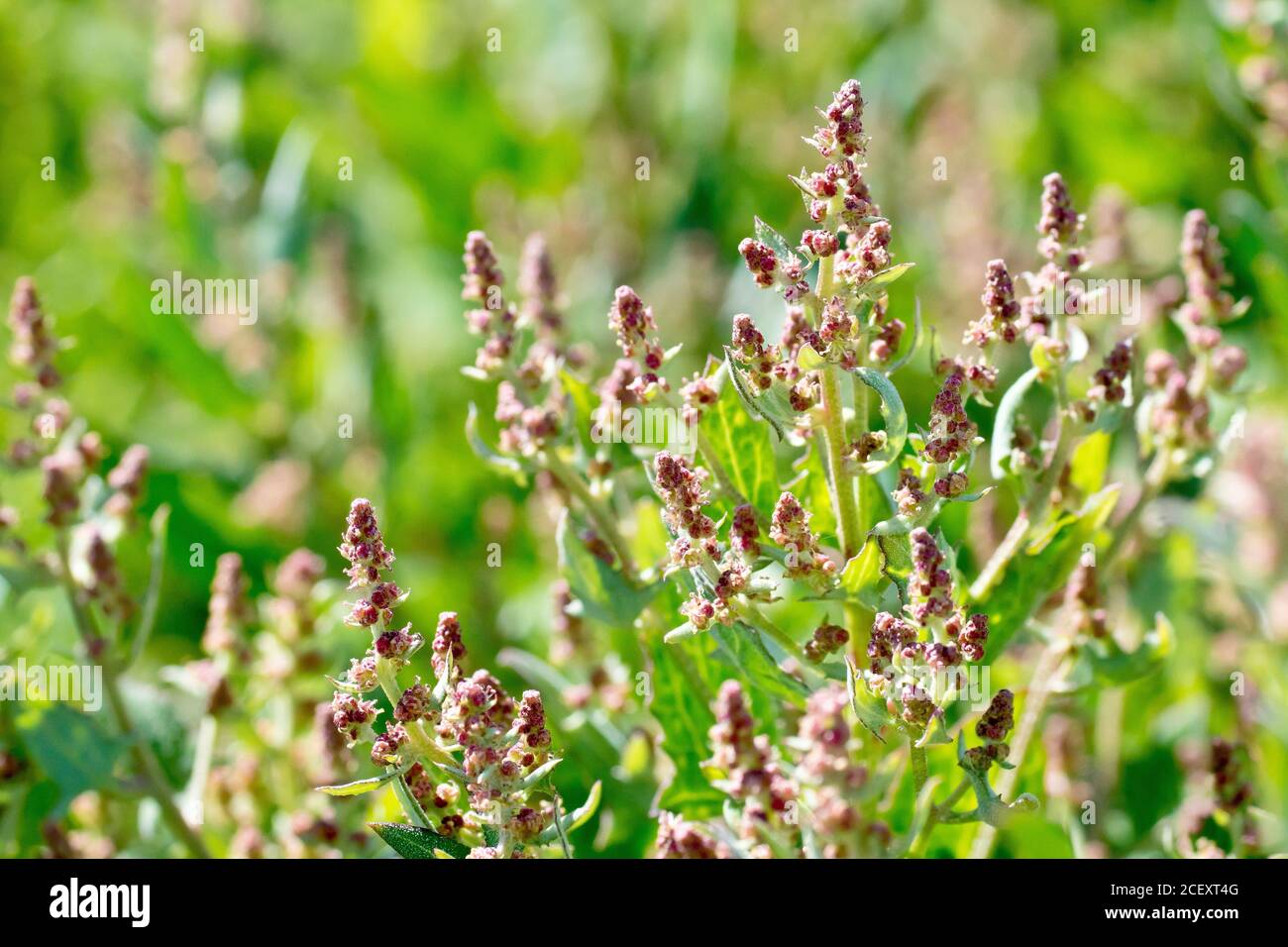 Atriplex species hi-res stock photography and images - Alamy