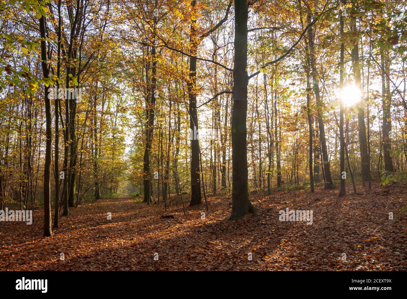 France forest meudon hi-res stock photography and images - Alamy
