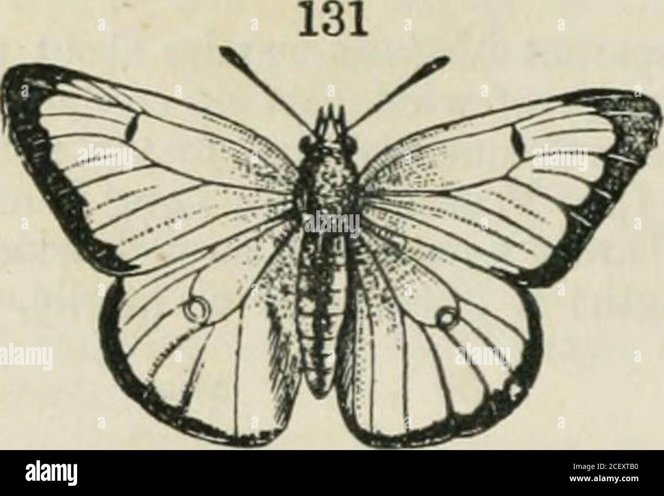 Planorbis vortex hi-res stock photography and images - Alamy