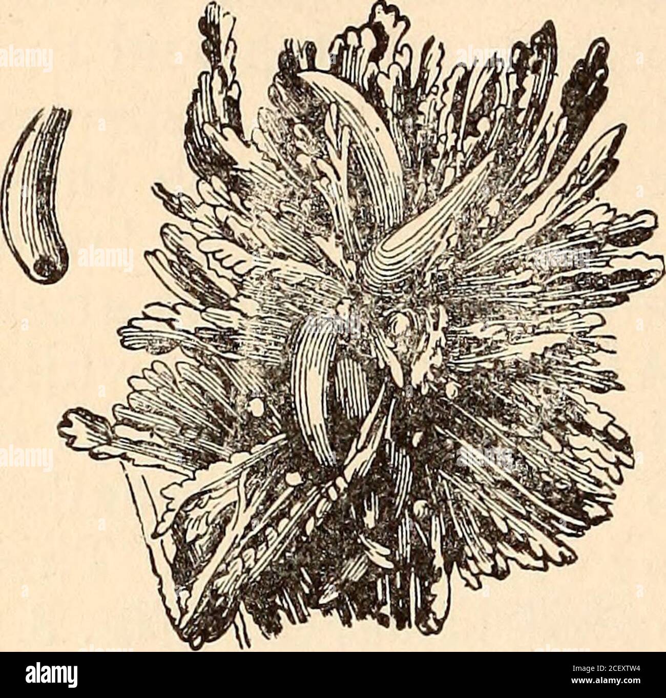 Liver fluke worm hi-res stock photography and images - Alamy