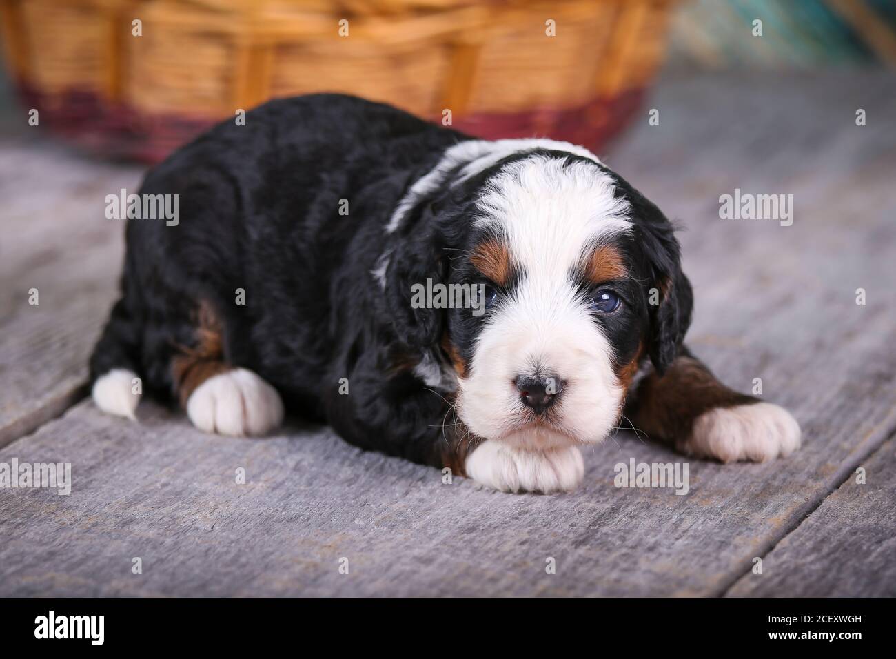 F1 Tri-colored Mini Bernedoodle Puppy laying on wood in front of basket ...