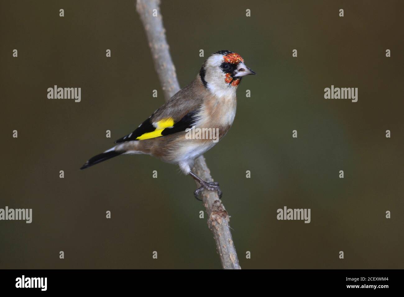 Goldfinch in habitat hi-res stock photography and images - Alamy